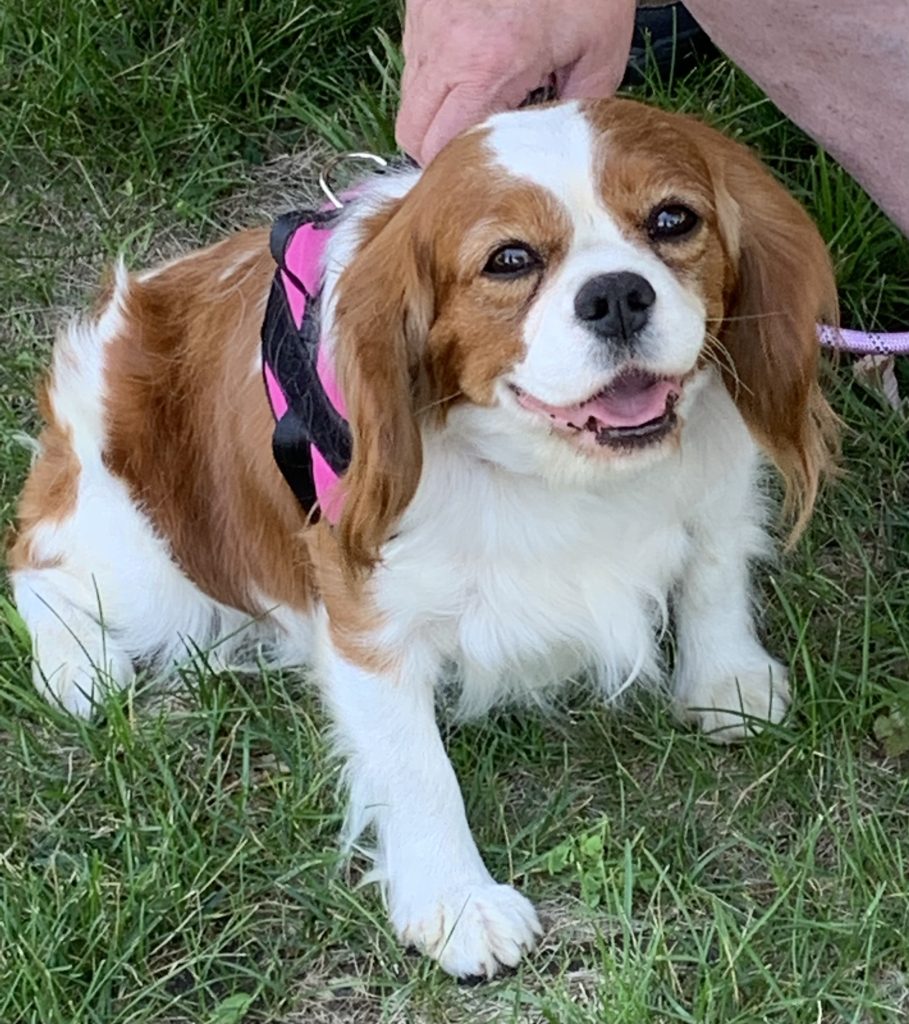 Released from Breeding, Aubrey Finds her Furever Home and Family ...
