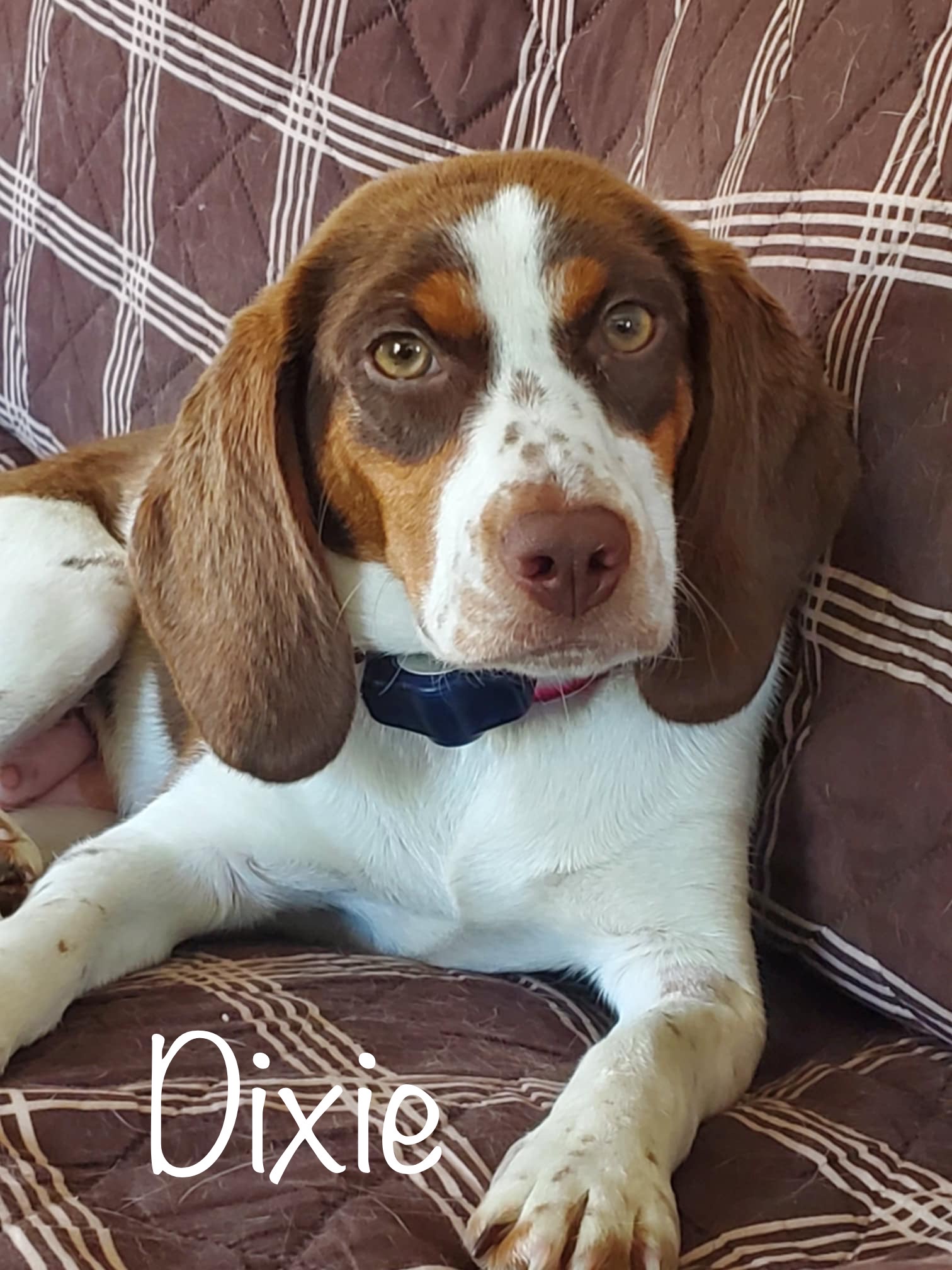 Available Dogs – Almost Home Foster