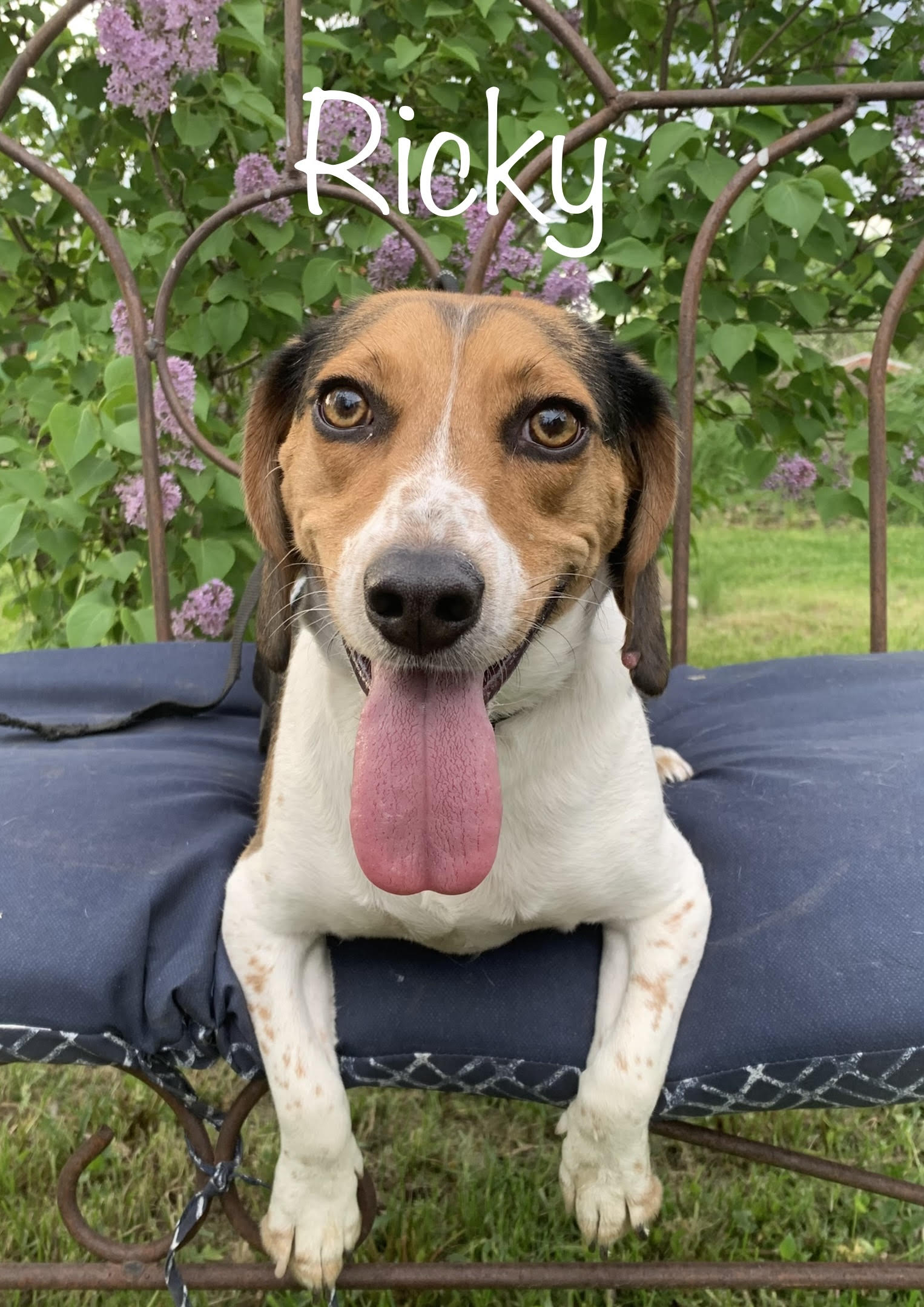 Available Dogs – Almost Home Foster