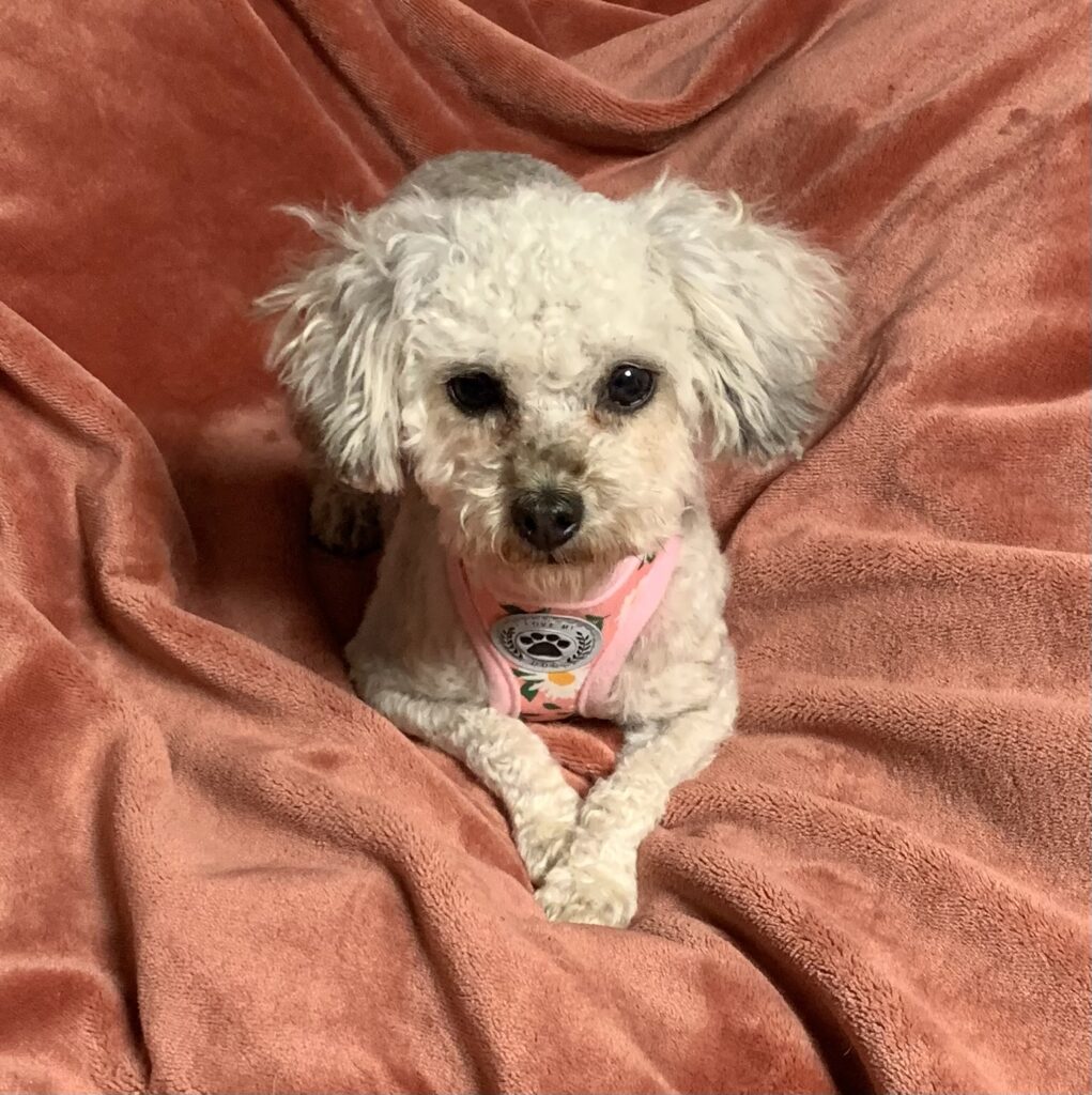 Fancy, a Zesty, Little Toy Poodle, Makes it Big with Her Furever Family ...