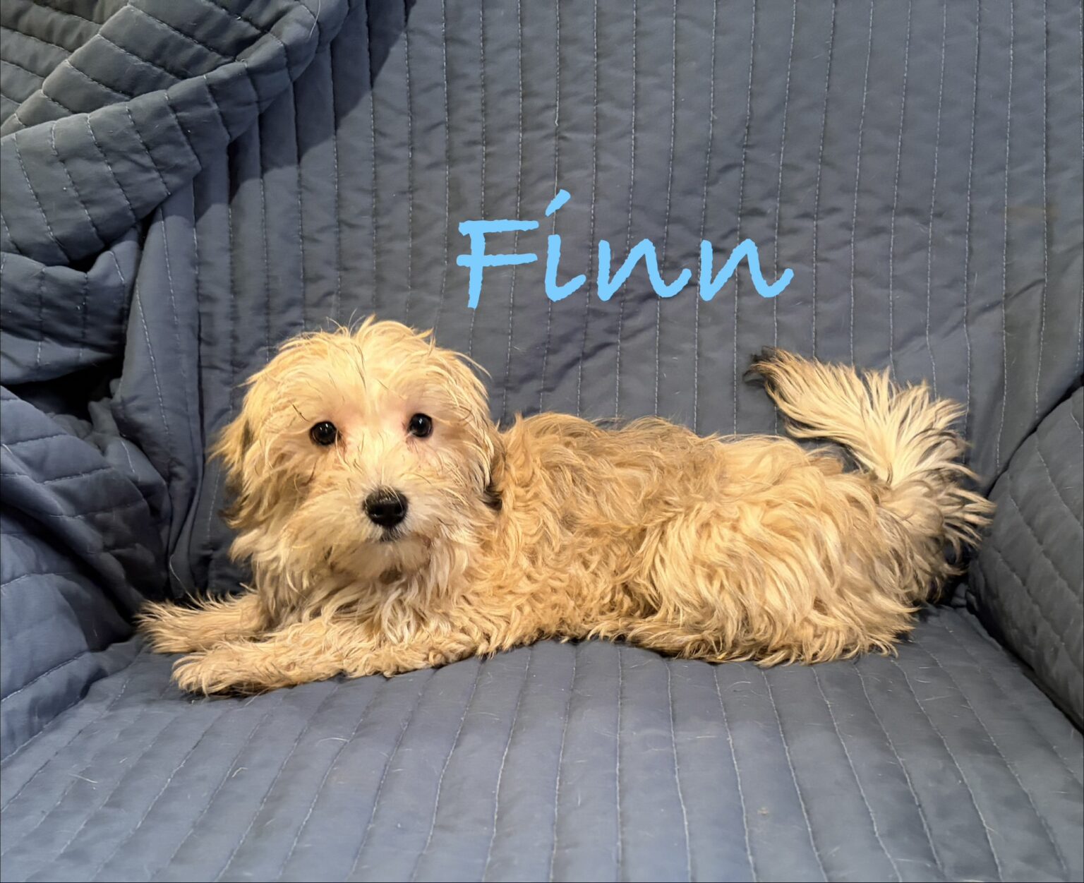 Finn Leaves a Life Destined for Breeding and Finds His Amazing Home and ...